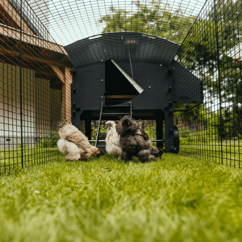 Kunststof Kippenhok Nestera Large met 3 meter ren - 160x200x117cm– Kippenvilla.nl